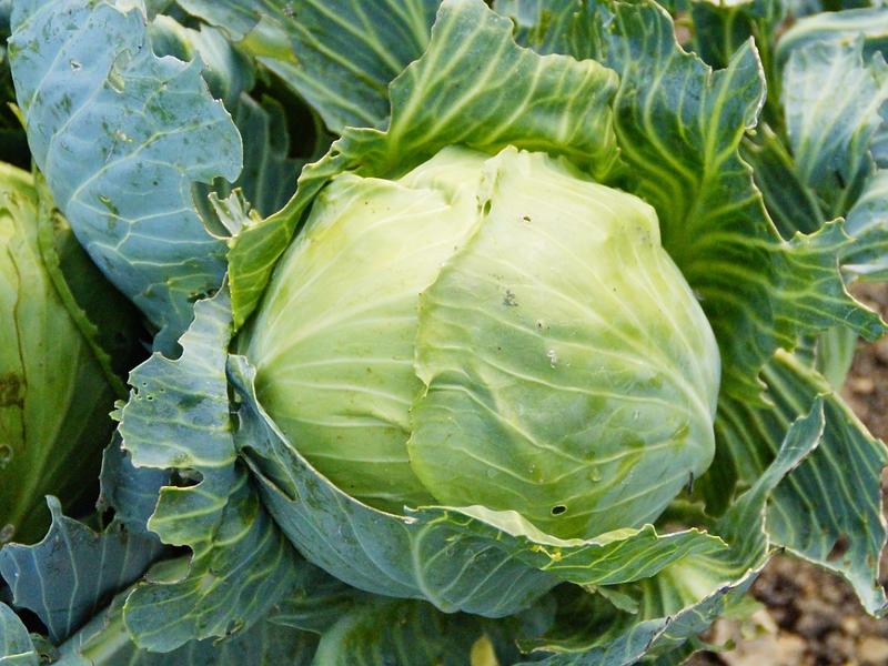 Wrzody na skórze – przyczyny, objawy, leczenie. Domowe sposoby na czyraki