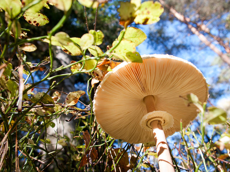 Jak przyrządzić kanię? Przepisy na dania z kanią