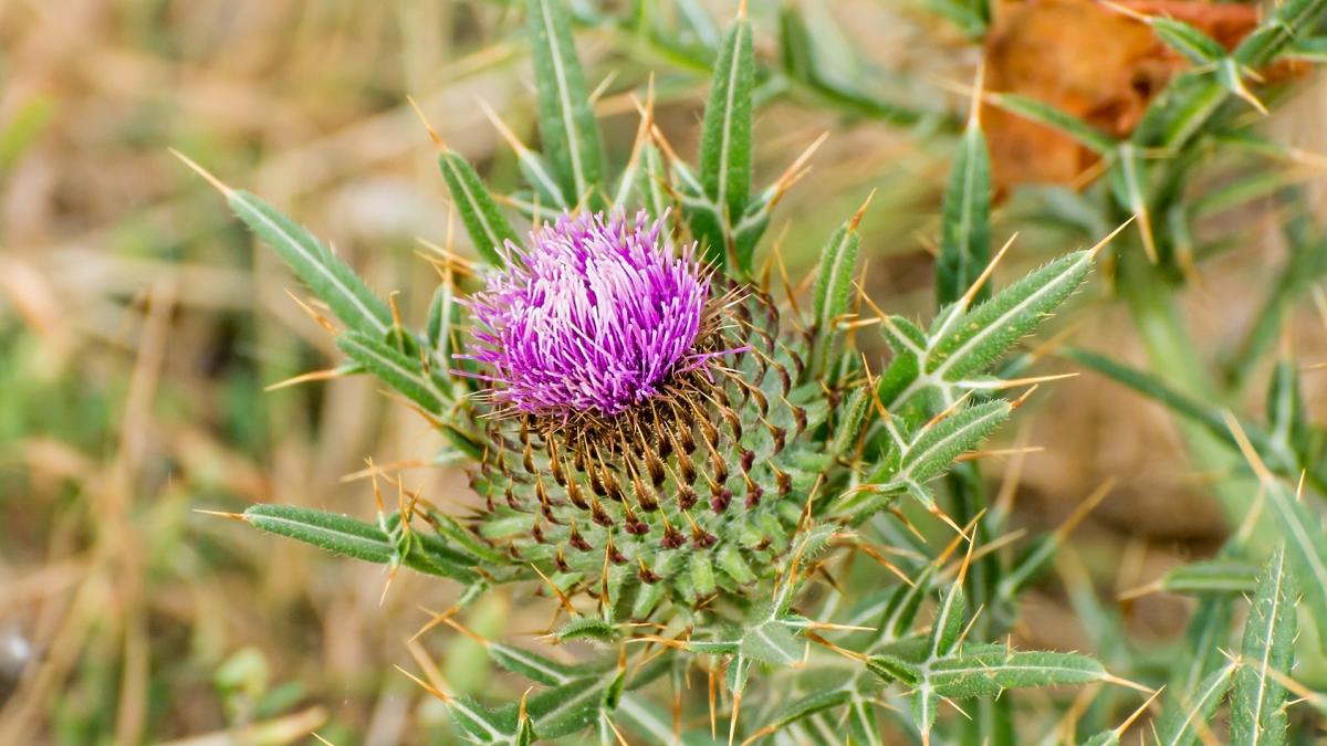 Ostropest plamisty: działanie