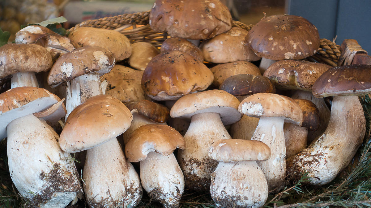 Podgrzybki w śmietanie i duszone - 2 sprawdzone przepisy